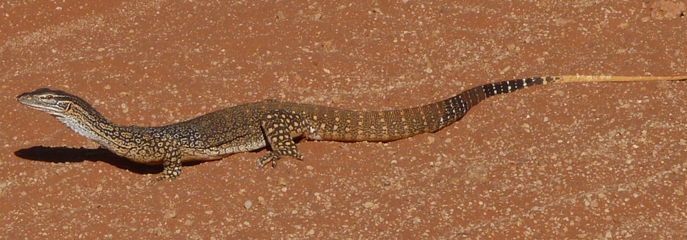 Goanna - Alchetron, The Free Social Encyclopedia