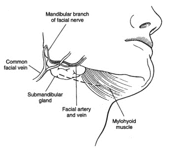 Dental Care: Submandibular Gland Resection