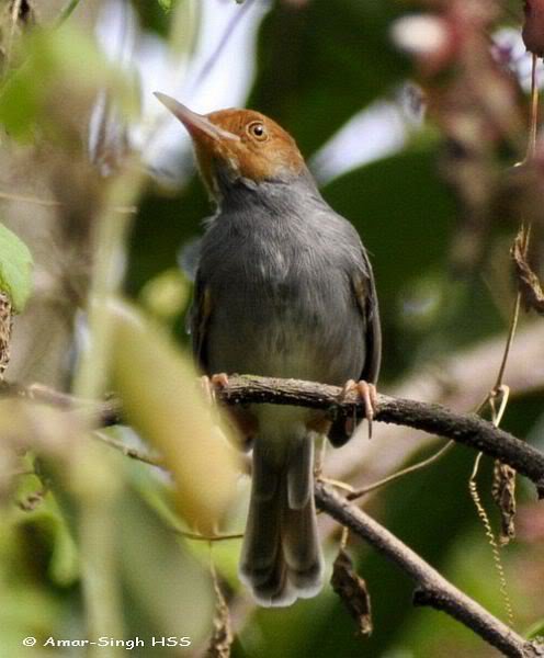 Gambar macam-macam Ciblek | Info Burung Kicauan