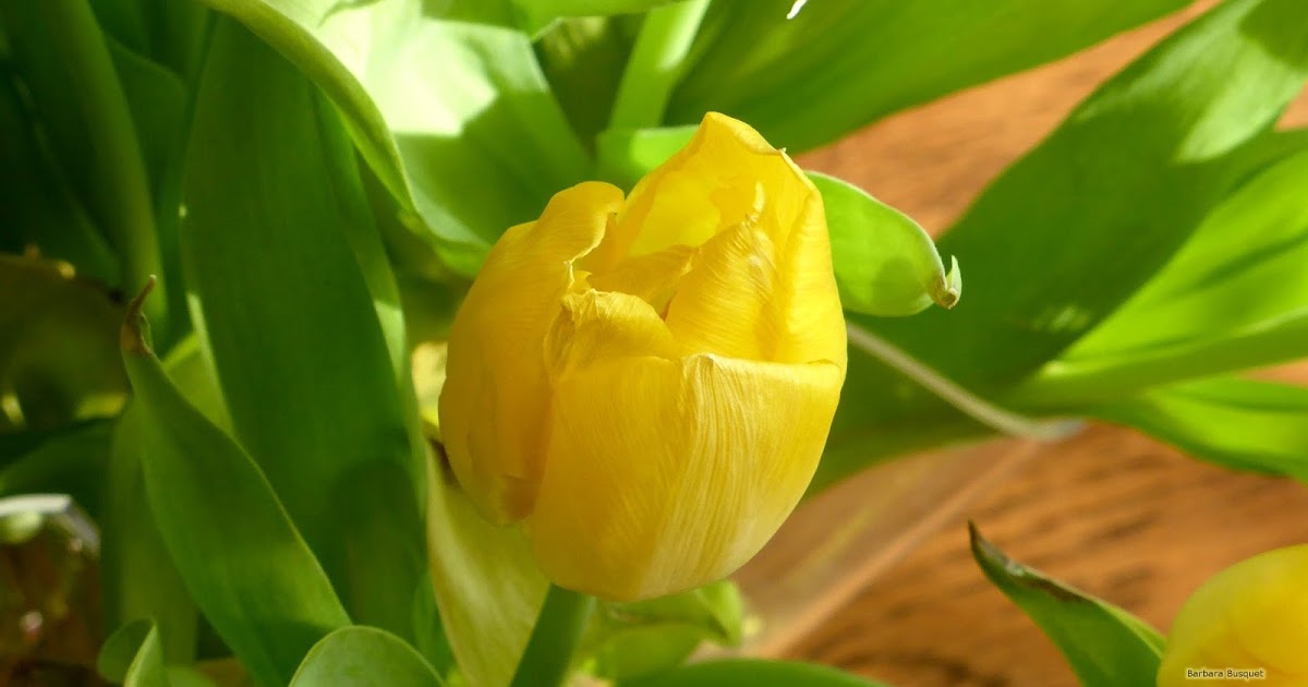 Gele tulp wallpaper