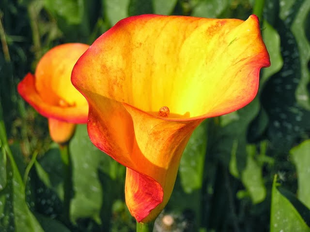 Let's Enjoy The Beauty: Calla Lily Flower ( One of the world's most ...