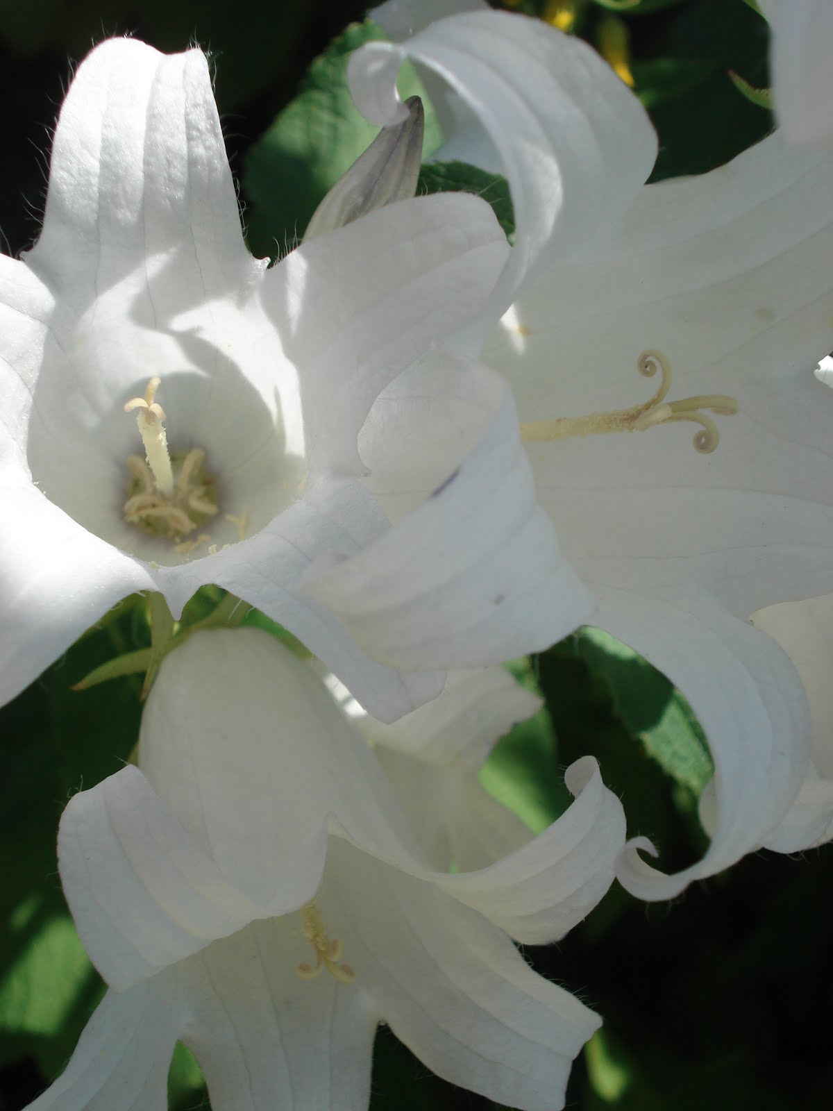 Villitystä Savonlinnan seudulla: Tarha-alpi ja ukonkello, vanhan ajan ...