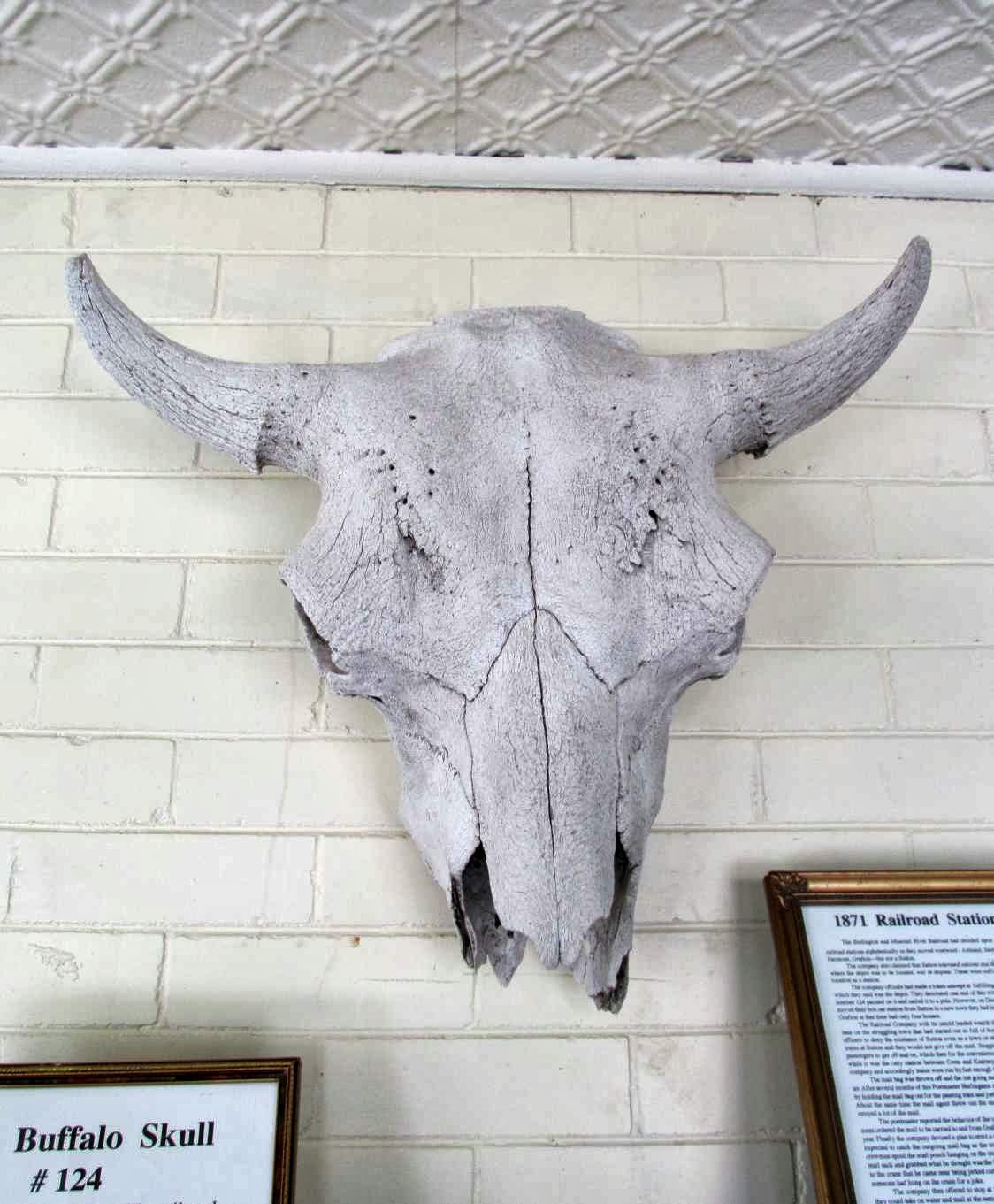 Sutton Nebraska Museum: The Buffalo Skull story in Sutton's beginnings.