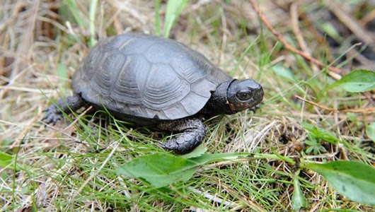 The City Birder: Treehugger Tuesday