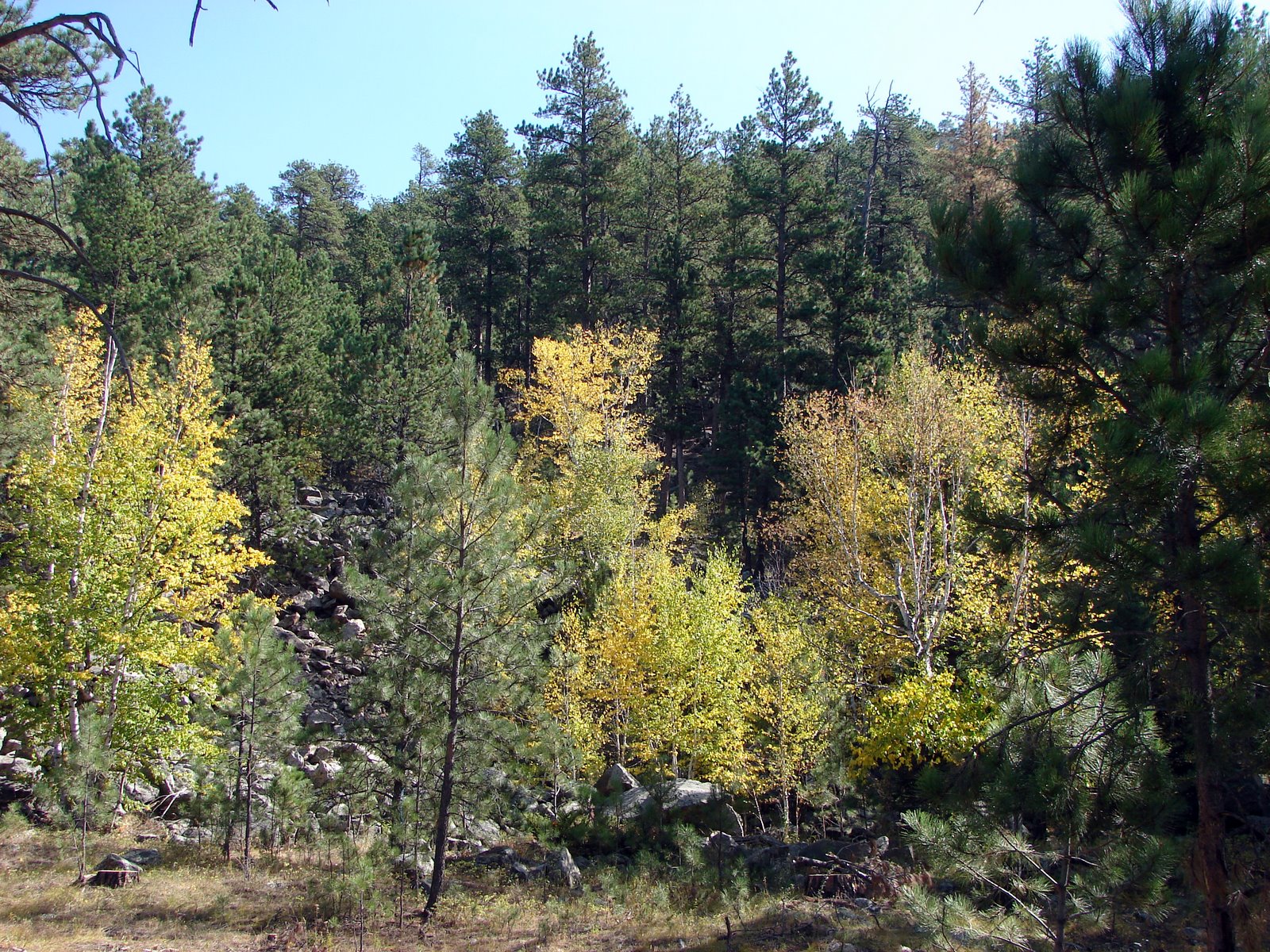 RVing and Travels...Adventures with Suzanne and Brad: Custer State Park ...