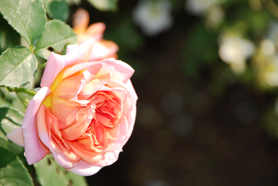 Francine Gardner - Art de Vivre: A Rose story