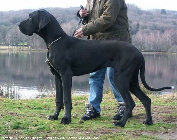 Les chiens: Dogue allemand