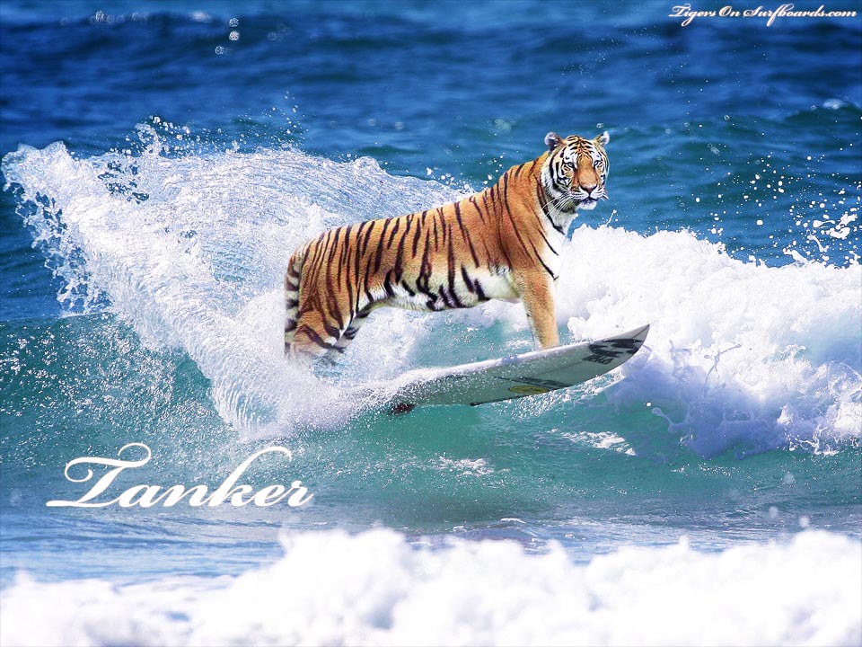 Tigers on Surfboards