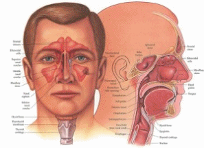 Pengobatan Sinusitis Secara Alami | AGEN RESMI AGARICPRO
