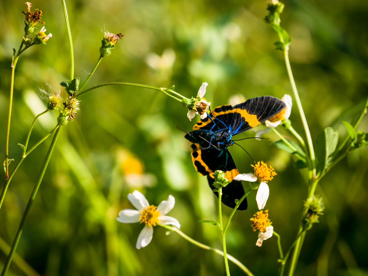 tower record: 在風中美麗搖曳的橙帶藍尺蛾_Milionia basalis (Moth)