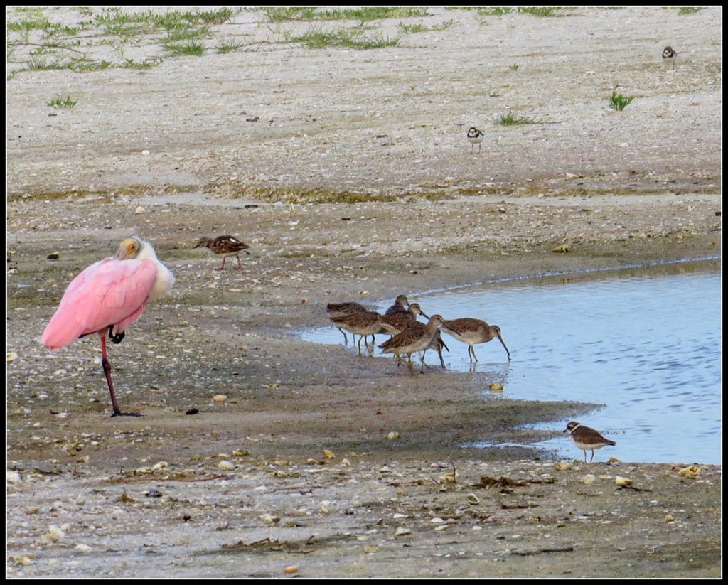 Bird Tweets: Little Estero Island - Critical Wildlife Area Bird Tweets: Little Estero Island - Critical Wildlife Area