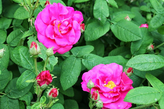 JibberJabberUK: Brodsworth Hall Rose Garden