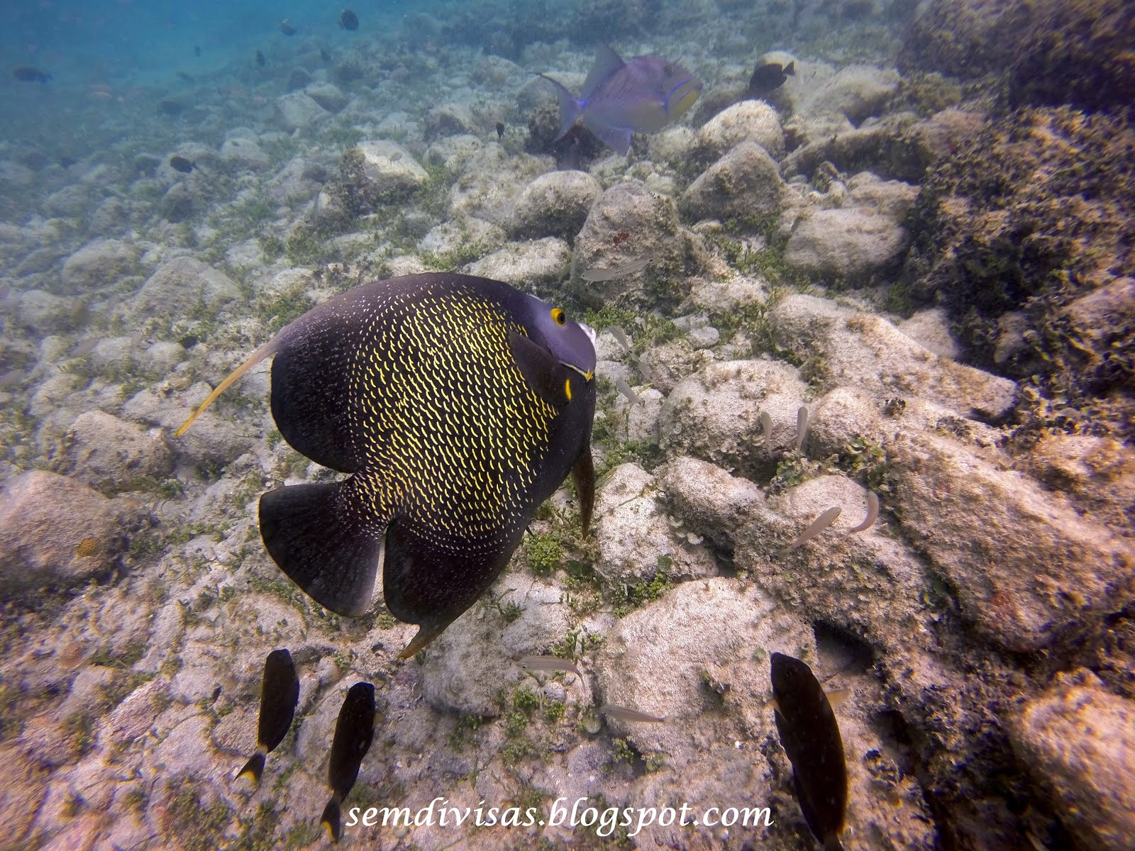 Abrolhos Jan 2016 - Organização da Viagem ~ Sem Divisas
