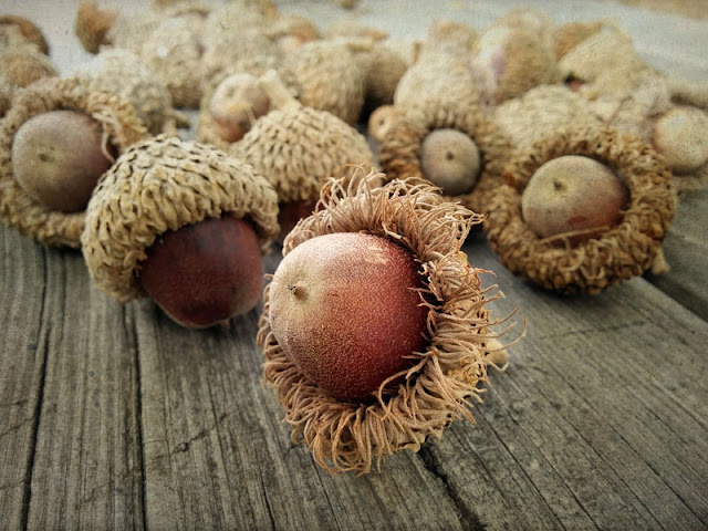 Nessy Designs: Acorns