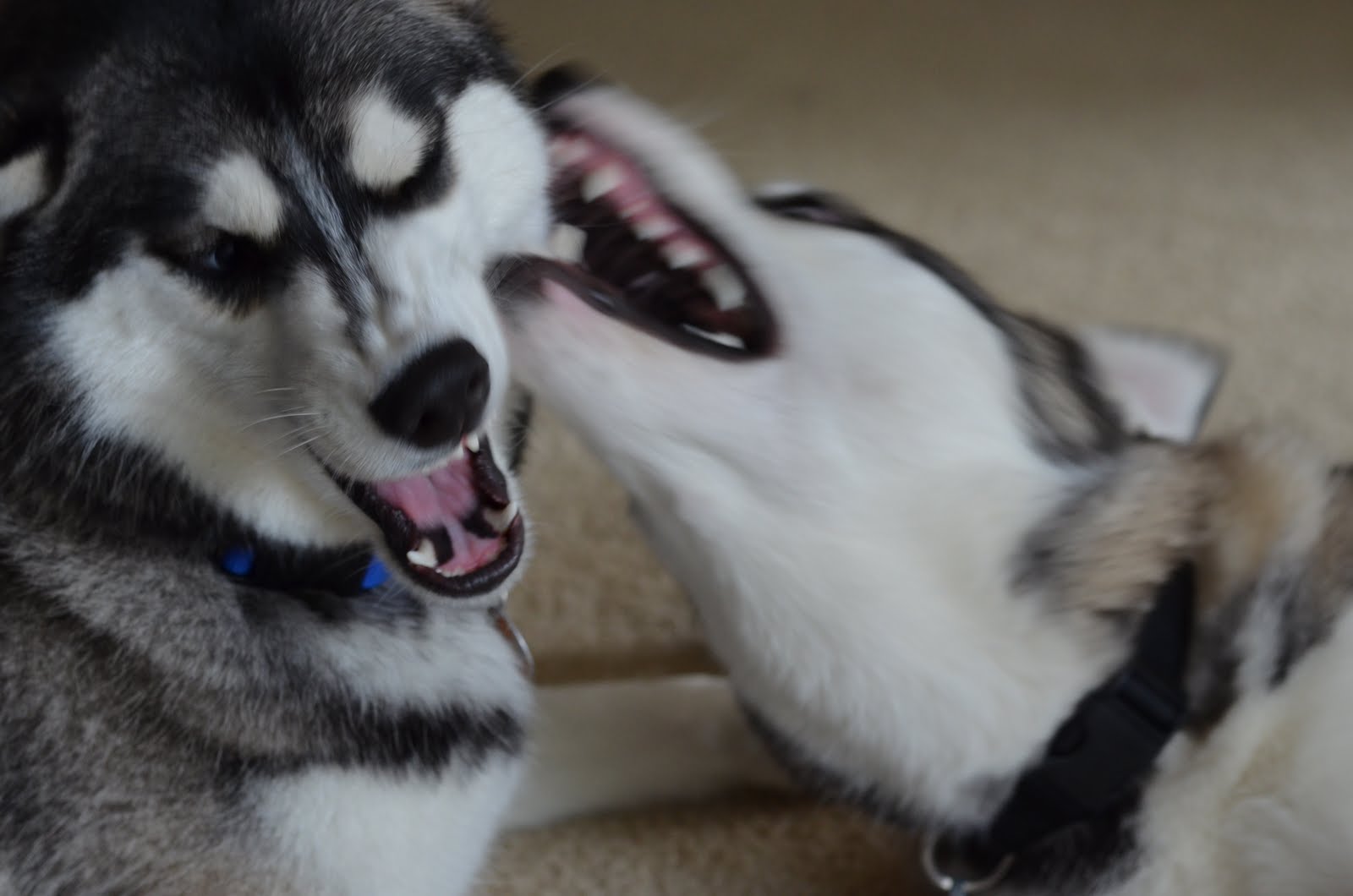A Tale of Two Huskies: Bare Those Teeth