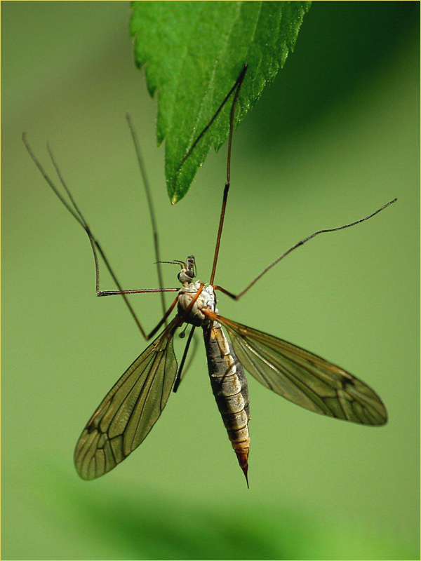 Moscas Para La Pesca Online: LOS TIPULIDOS – TIPULIDAE