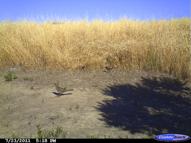 Dipper Ranch: Coyote Brush Highway