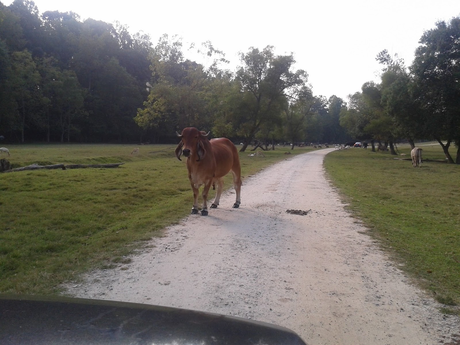 My First Time: Lazy 5 Ranch In Mooresville ~ Grown People Talking