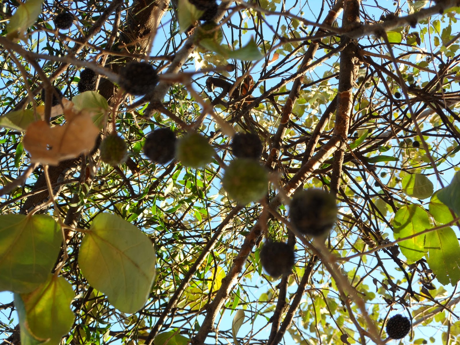 Ernesto Guerra: El espectacular árbol de guásimo