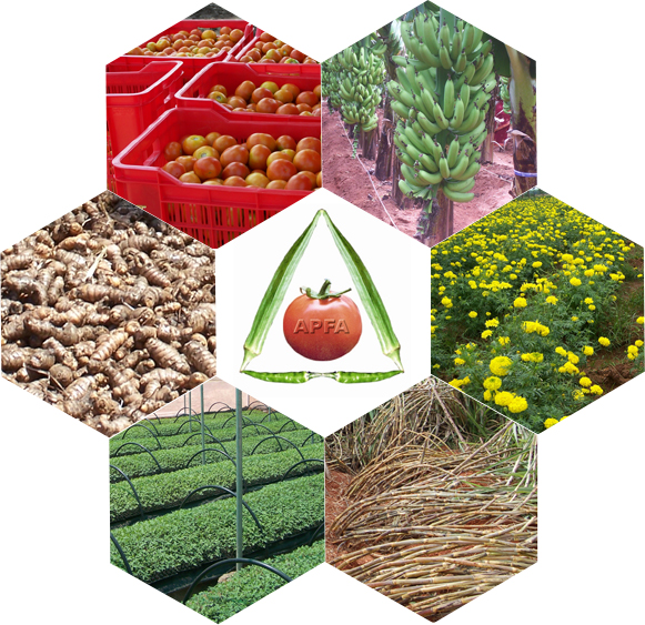 MY VILLAGE SHAPAR: AGRICULTURE