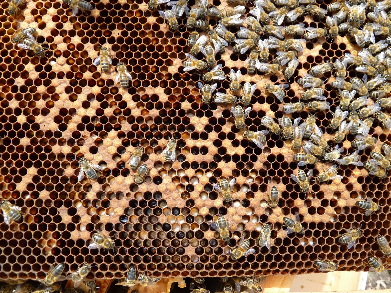 Abeilles des landes: Loque Européenne