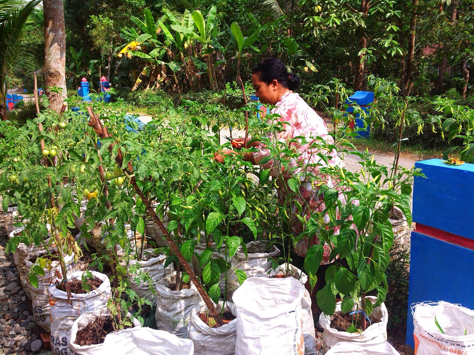 Panen Budidaya Cabe Dalam Karung Saat Paling Membahagiakan Bagi Petani