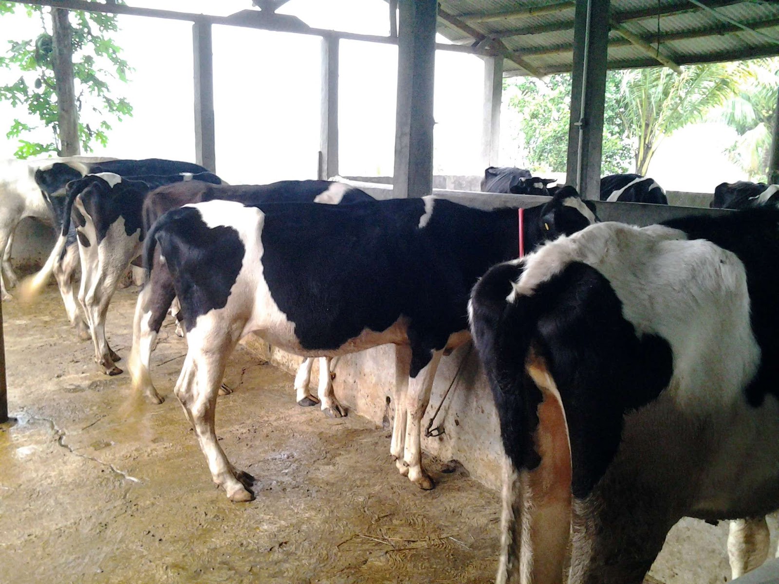 Kumpulan Gambar Unik: Gambar Sapi Perah