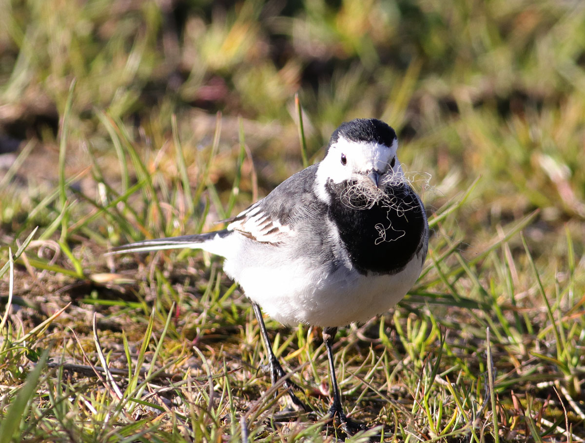 Another Bird Blog: Good Morning