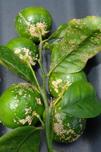Garden Guy Hawaii: Citrus Scab Disease