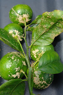 Garden Guy Hawaii: Citrus Scab Disease