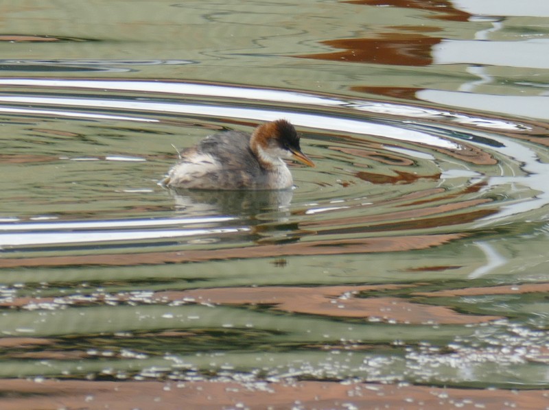 Ian Fraser, talking naturally: Losing It; the flightless option