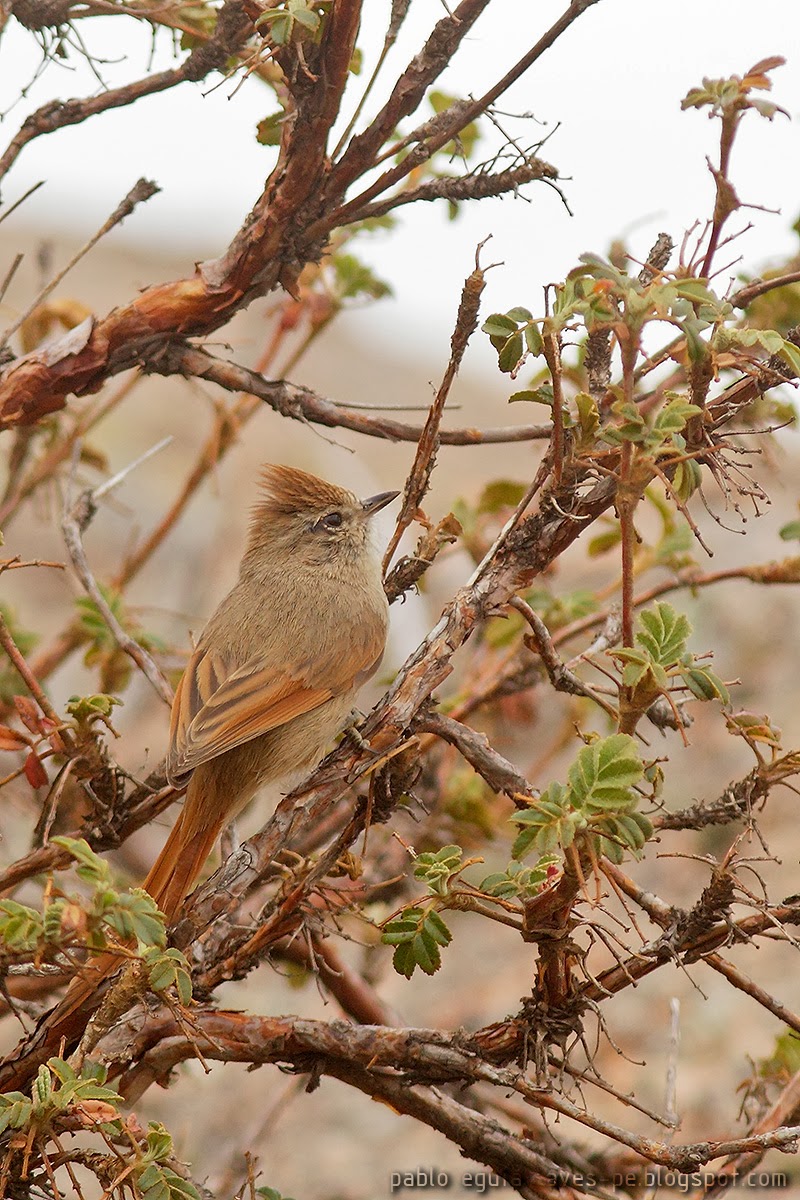 mis fotos de aves: Leptasthenura fuliginiceps Coludito Canela Brown ...