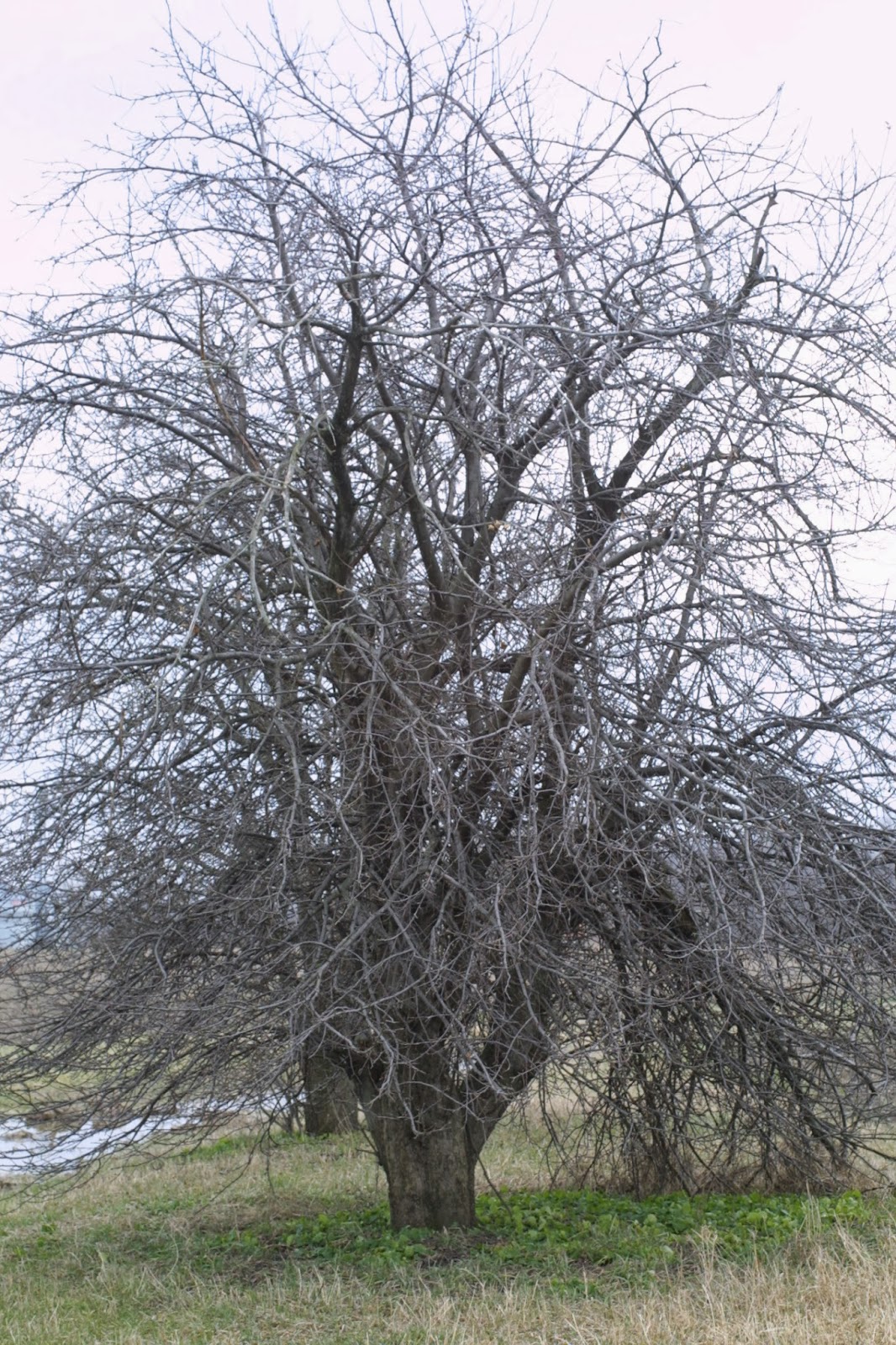 Trees Planet: Malus sylvestris - Crab Apple