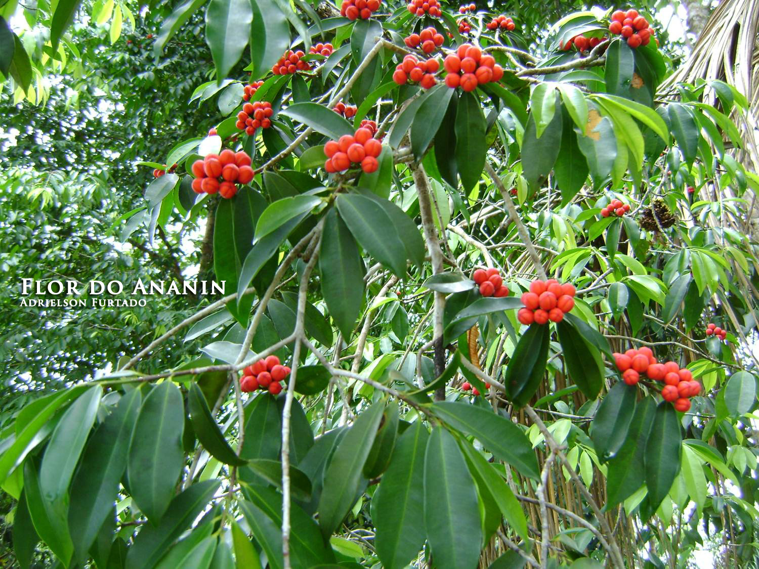 Anani, Ananin, Uanani - Symphonia globulifera L. f. (Clusiaceae)
