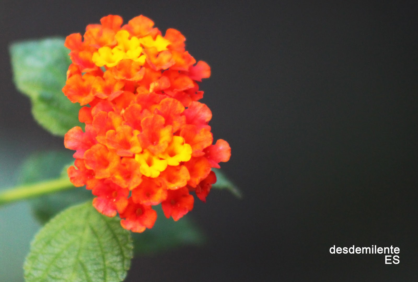 noviembre 2011 ~ .:El Salvador desde mi lente:.