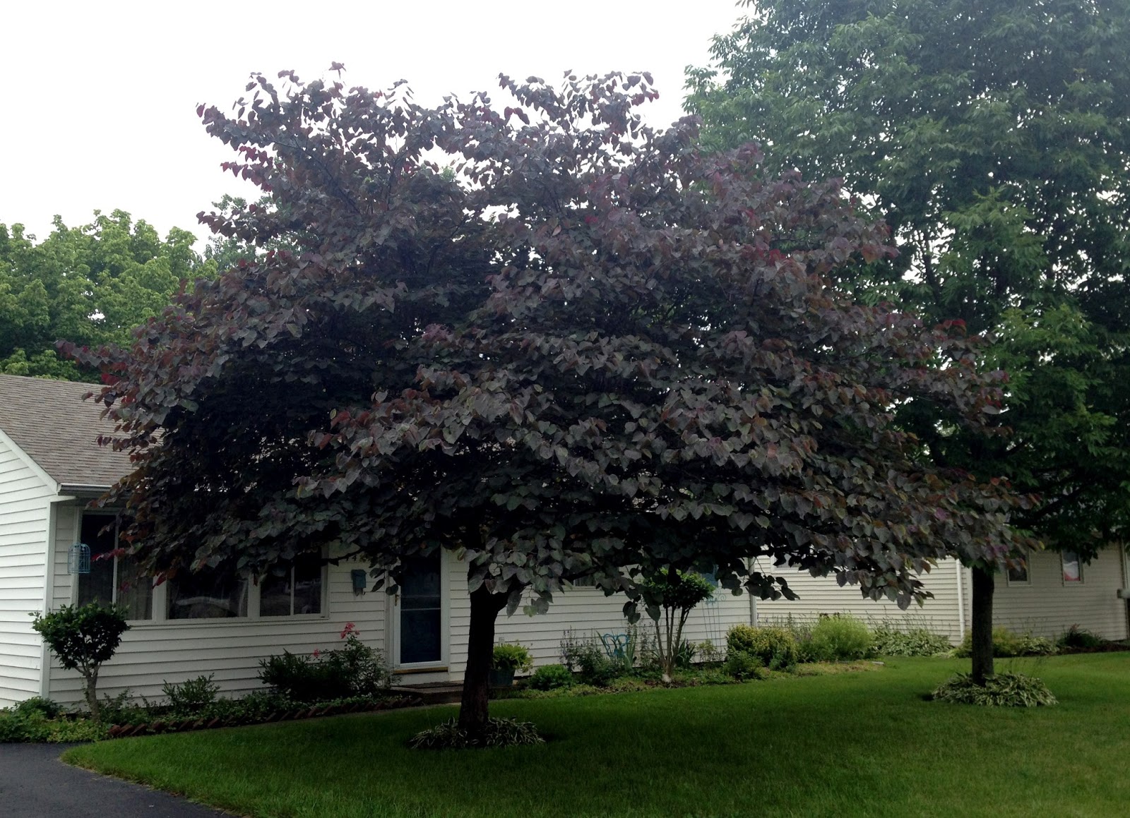Russell Tree Experts: Forest Pansy Redbud