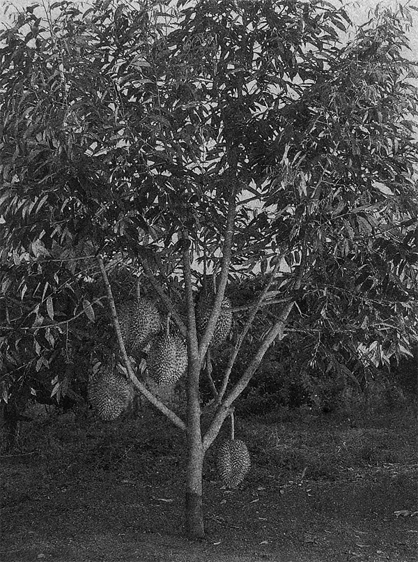 Durian Info: Pruning and Training The Durian