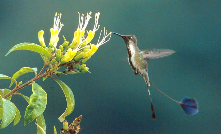 EcoV3rd3: Colibrí Cola de Espátula