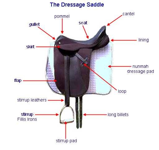 Royal Grove Stables Blog: SADDLE FITTING ~ HOW TO FIT AN ENGLISH SADDLE ...