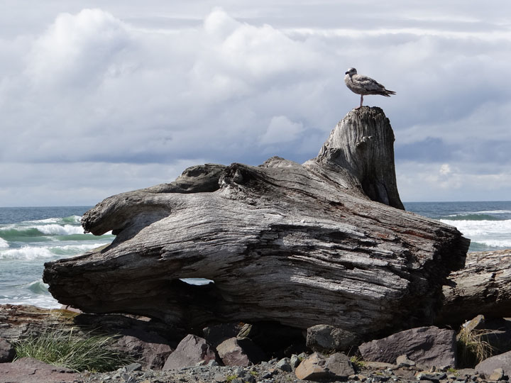 Reflections From the Fence: Port of Garibaldi and the North Jetty of ...
