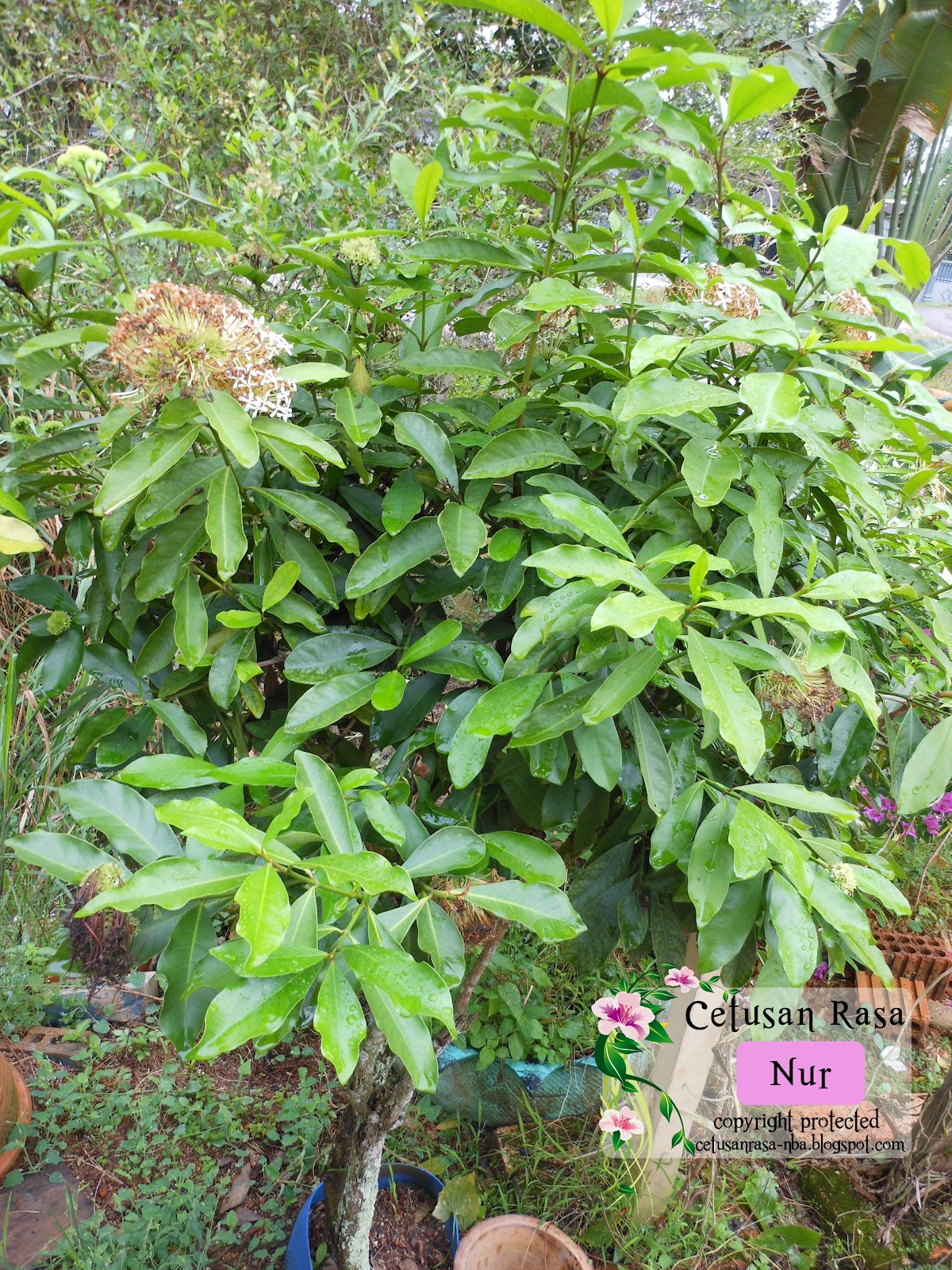 Cetusan Rasa: Bunga Siantan Putih