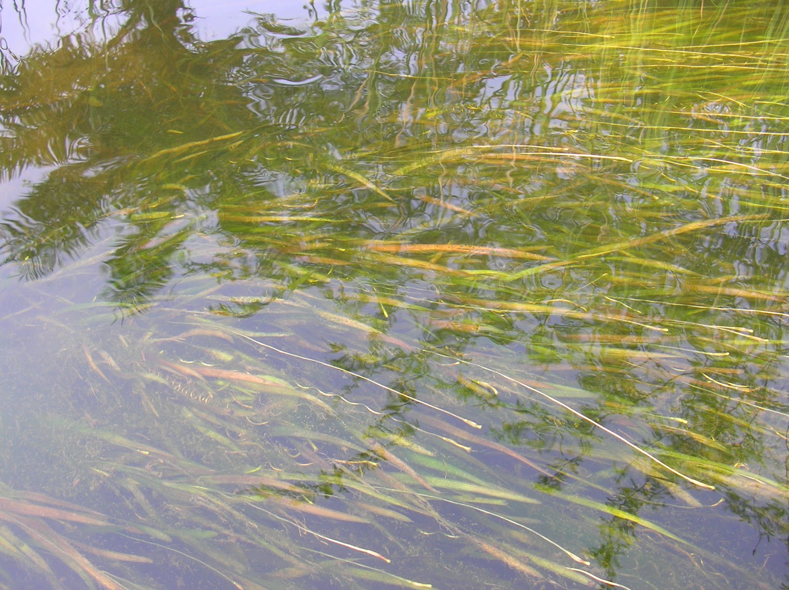 Our food plants -ఆహారంగా ఉపయోగ పడే మొక్కలు: Pollination an amazing ...