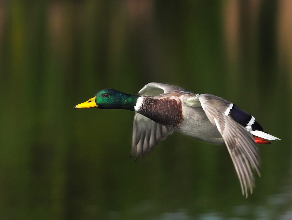School Of Digital Photography: Tips for Photographing Birds In Flight