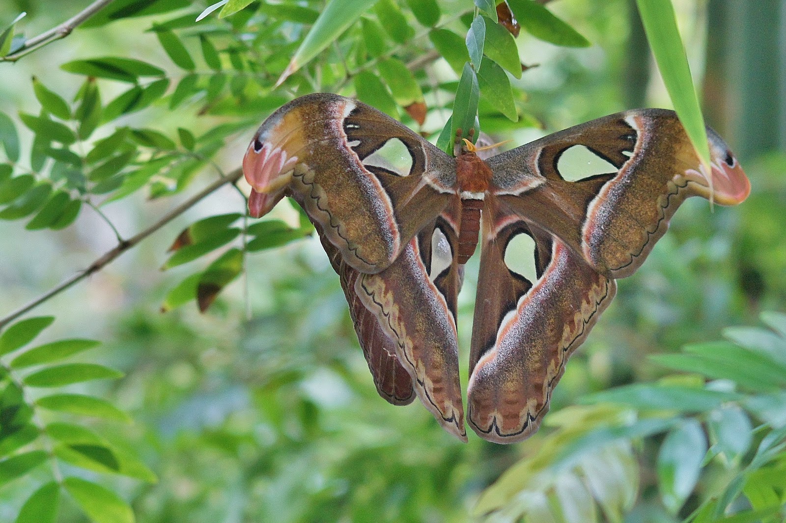 AMSTERDAMSE WATERLEIDINGDUINEN AWD: Tropische Vlinders