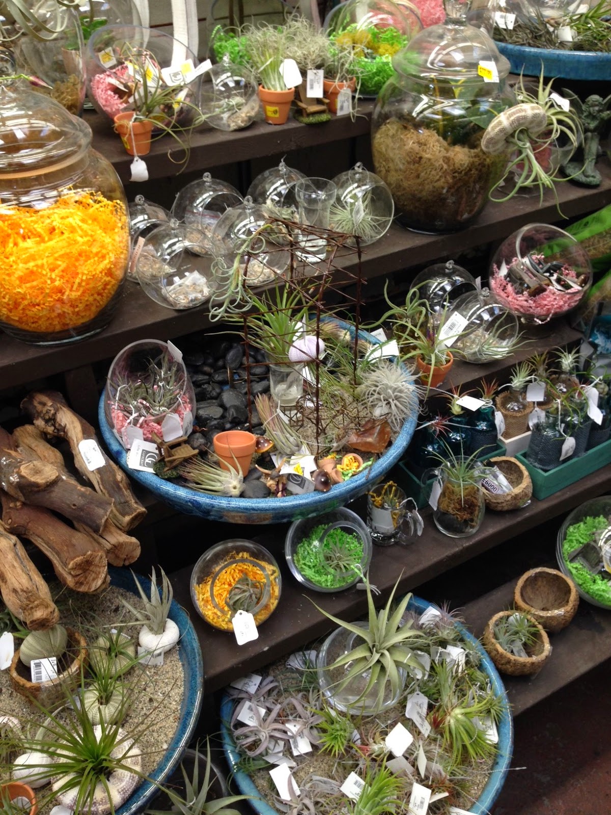 O Garden, My Garden!: Crazy About Air Plants! Part 2: Decor ideas