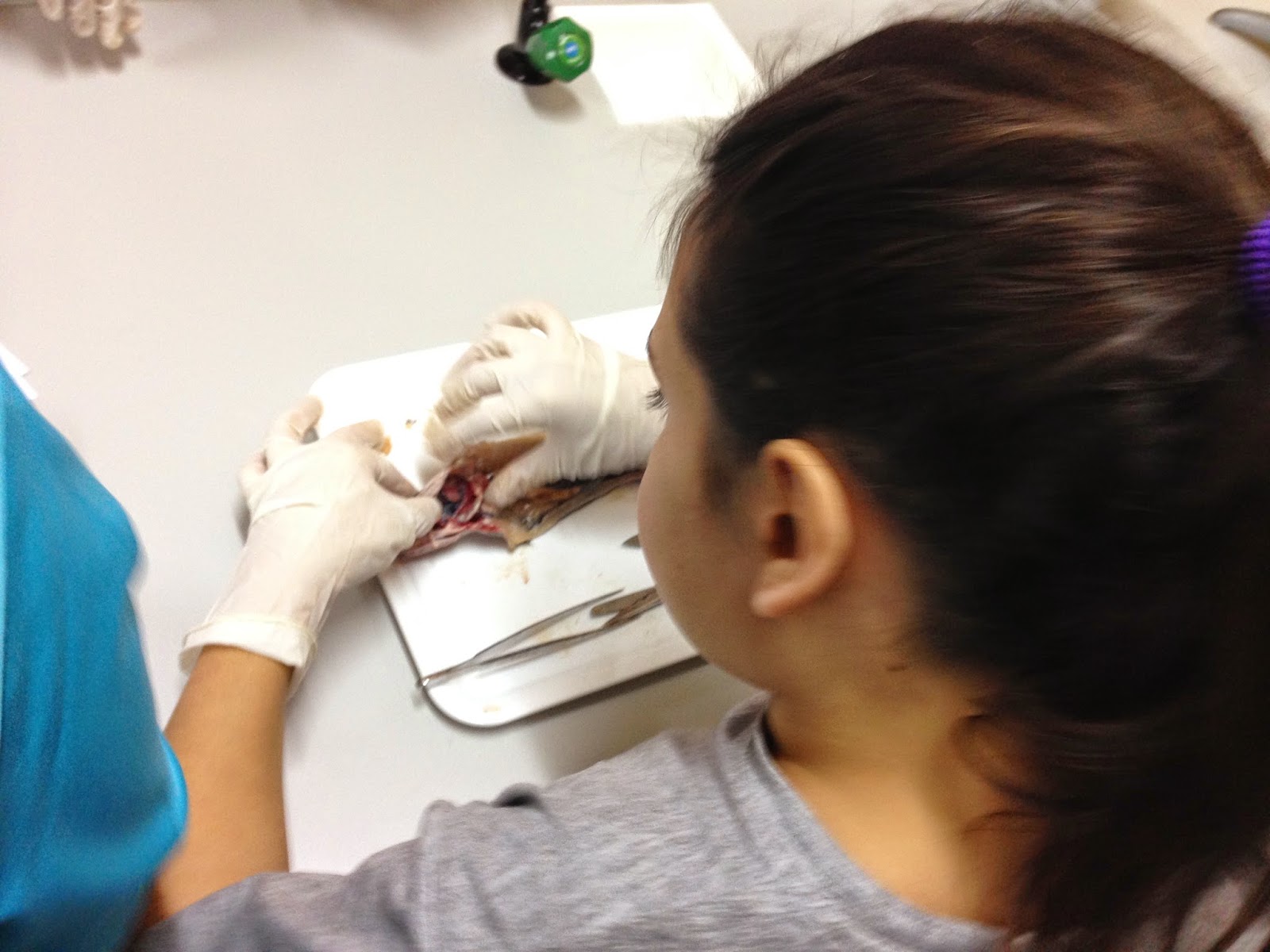 SCIENCE IN THE SCHOOL: DISSECTION OF A FISH