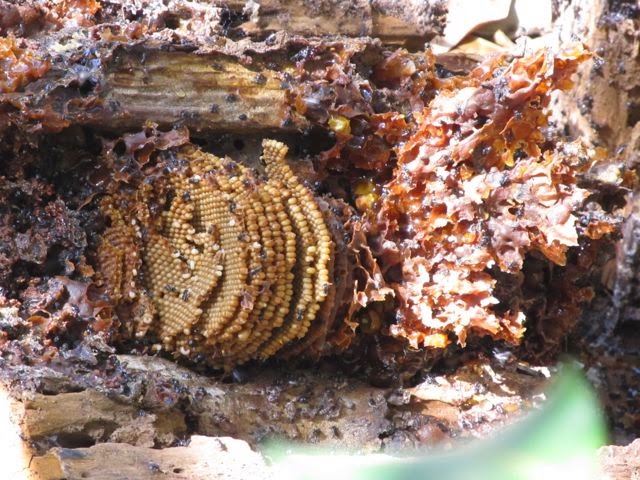 The Desk in the Corner: Bee Vomit