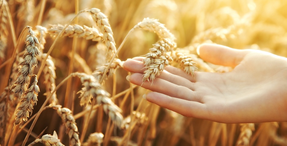 Things related to Kuwait: KFMB Gluten Free Products