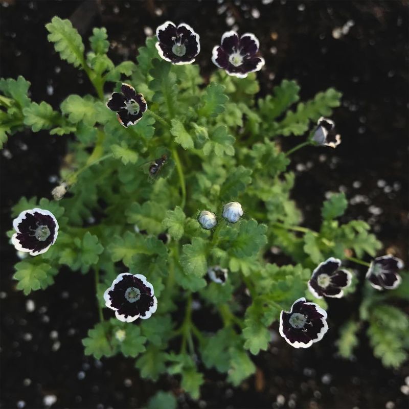 Czarne kwiaty Kat Von D - everything black