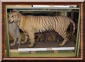 El Kronoscopio: Tigres extintos en el Siglo XX